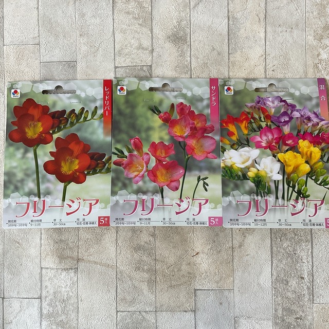 【球根】フリージア 選べる9種類 | 橋本種苗園