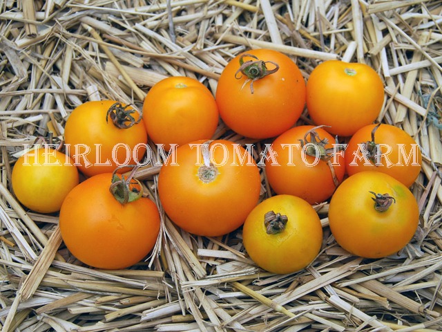 Heirloom Tomato® Yellow Perfection エアルーム・トマト・イエロー・パーフェクション | Heirloom ...