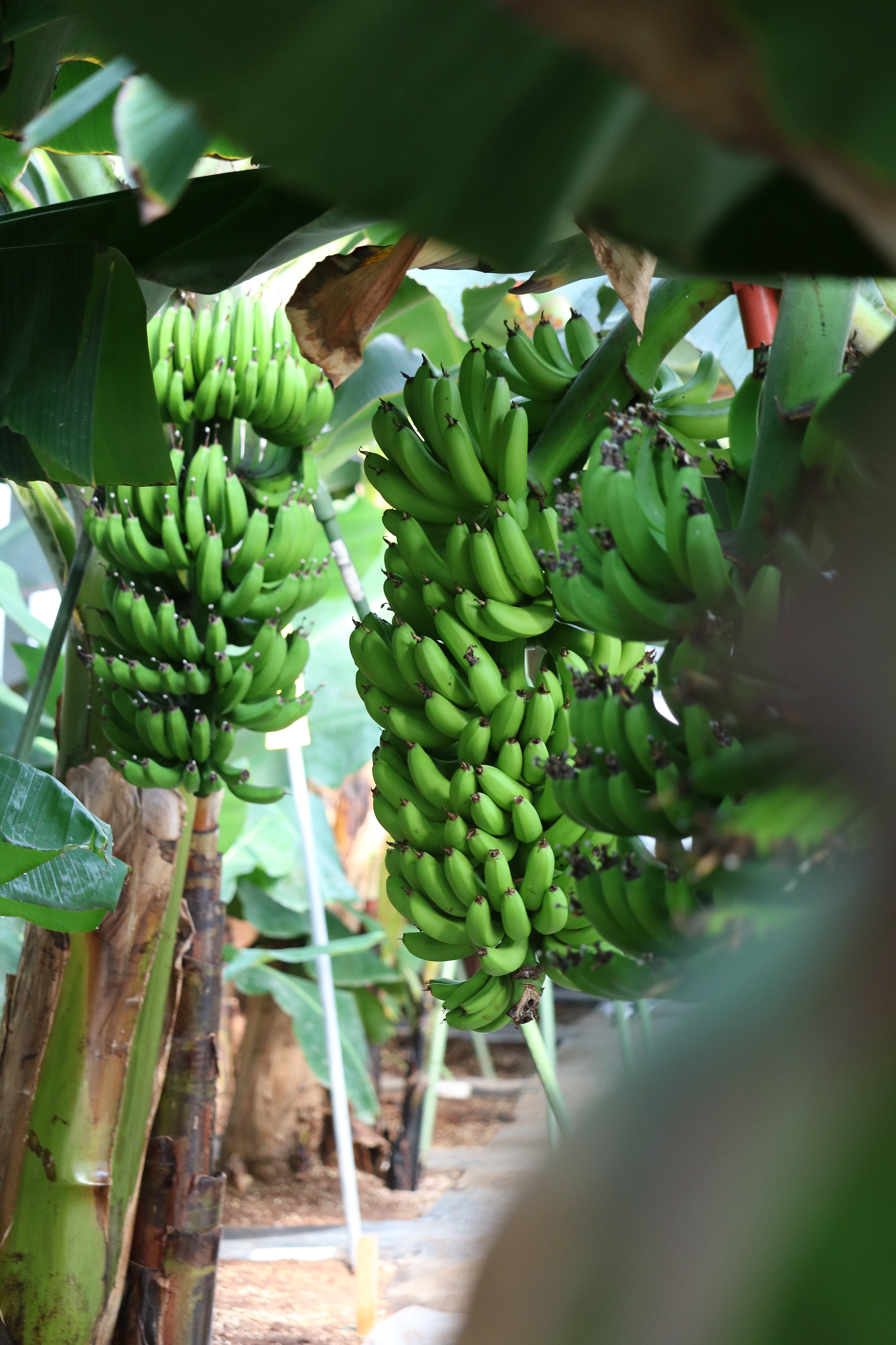 ご家庭用バナナ 1kg | 京都はんなりばなな