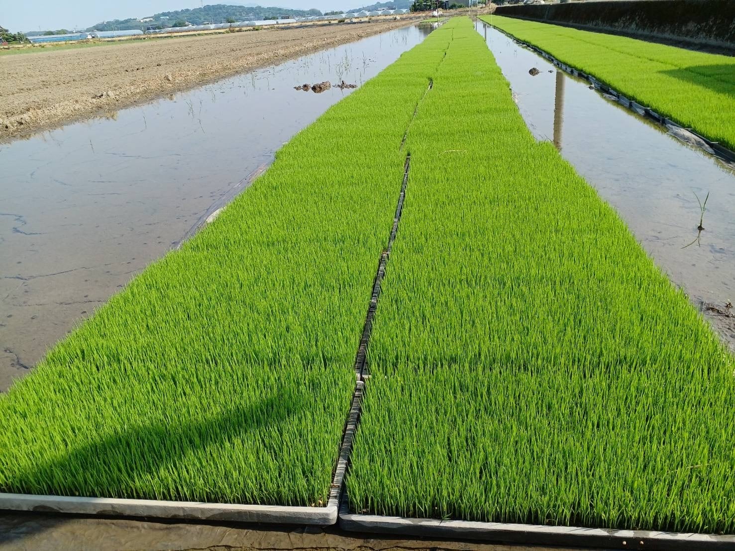 【初回限定】送料無料 孫ころ米｜熊本産ヒノヒカリ 白米2kg | 孫ころ米 熊本県産ヒノヒカリ