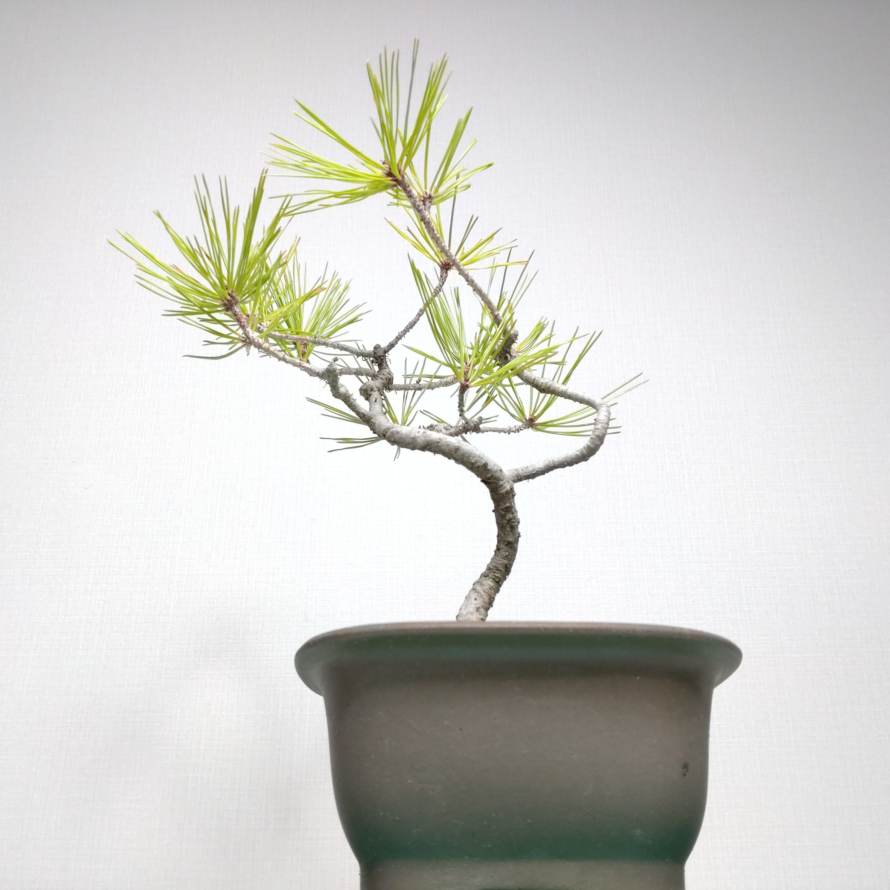 赤松（アカマツ）盆栽 S005 | 盆栽創【Bonsaisou】