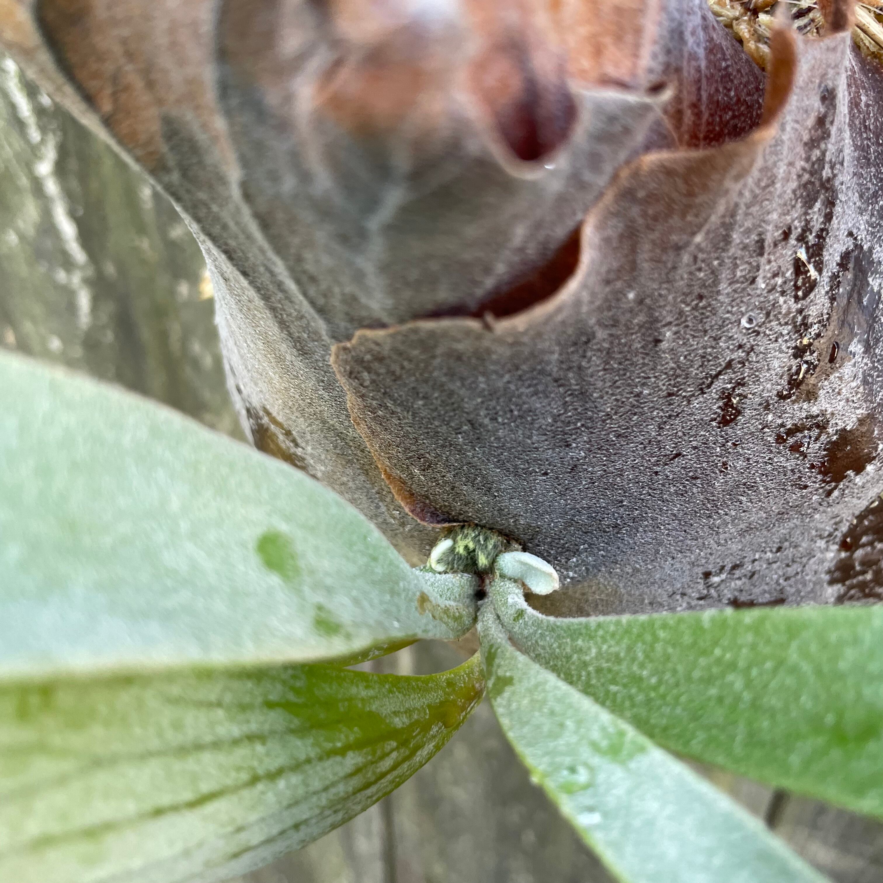 Platycerium White Wing (veitchii x willinckii) | naturefix