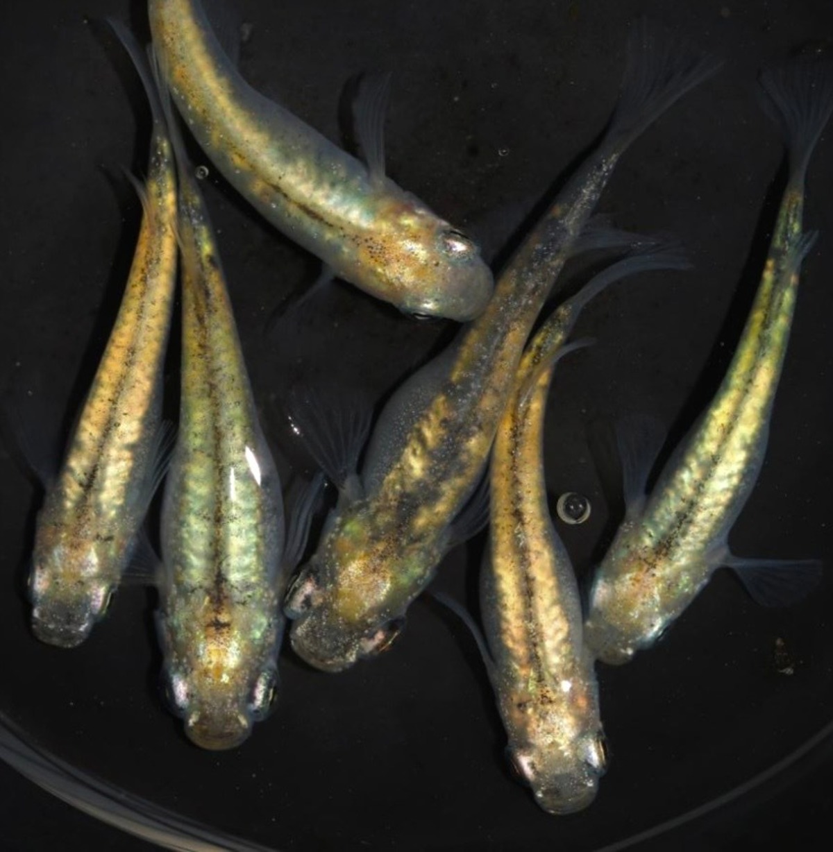 Japanese ricefish eggs20＋α zennsinntainaikou aquarium Medaka tropical ...