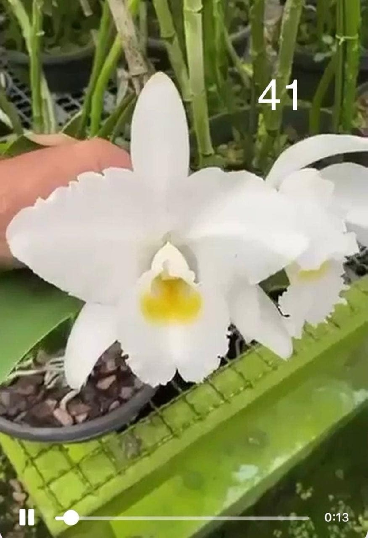 C. labiata f. alba 202504-p41 | mytorchid