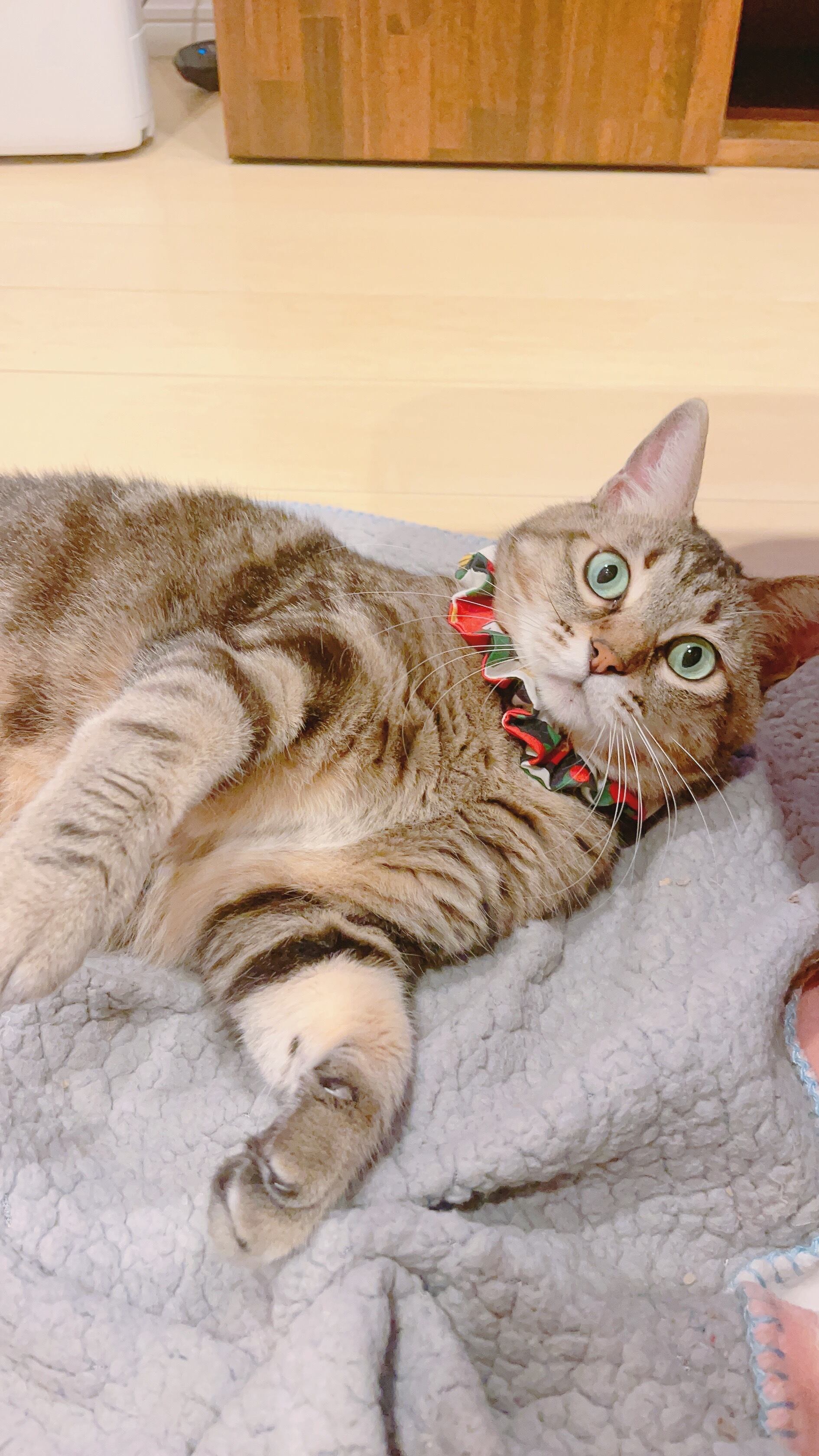 MA-283♡シュシュ首輪☆受注制作です⋆* | mikke