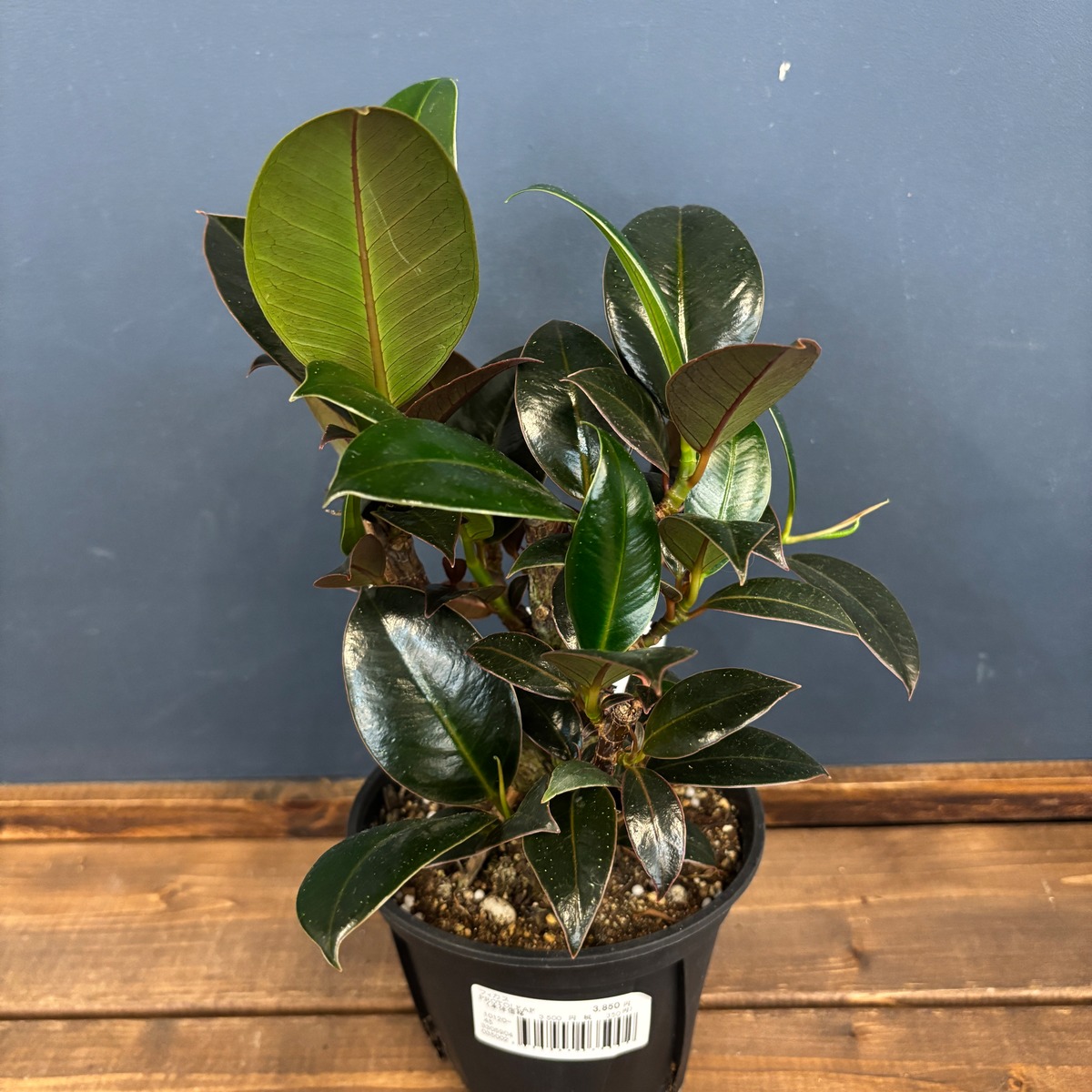 フィカス メラニー【992】 | PROTOLEAF プロトリーフ