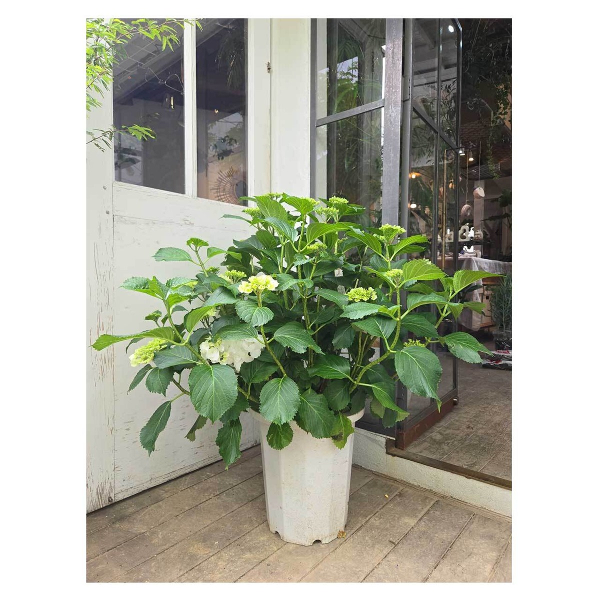 Hydrangea macrophylla（White） | Seeding
