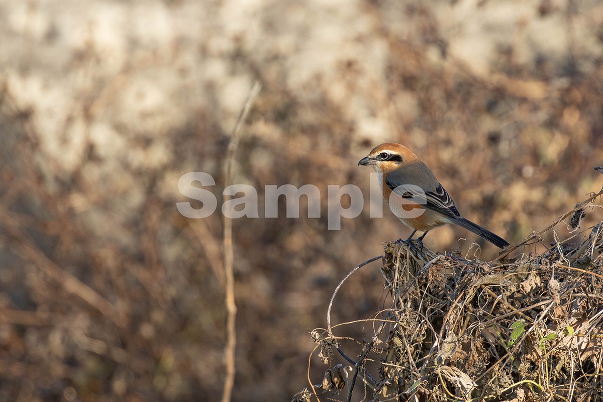 6Q5A8977 2B | meadowscape