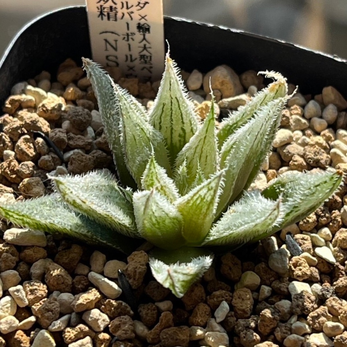 ハオルチア パリダの妖精 | mocono_plants