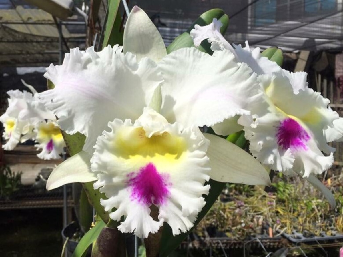 Rlc. Liou Hope 'Nan Chyu' | 新垣洋らん園