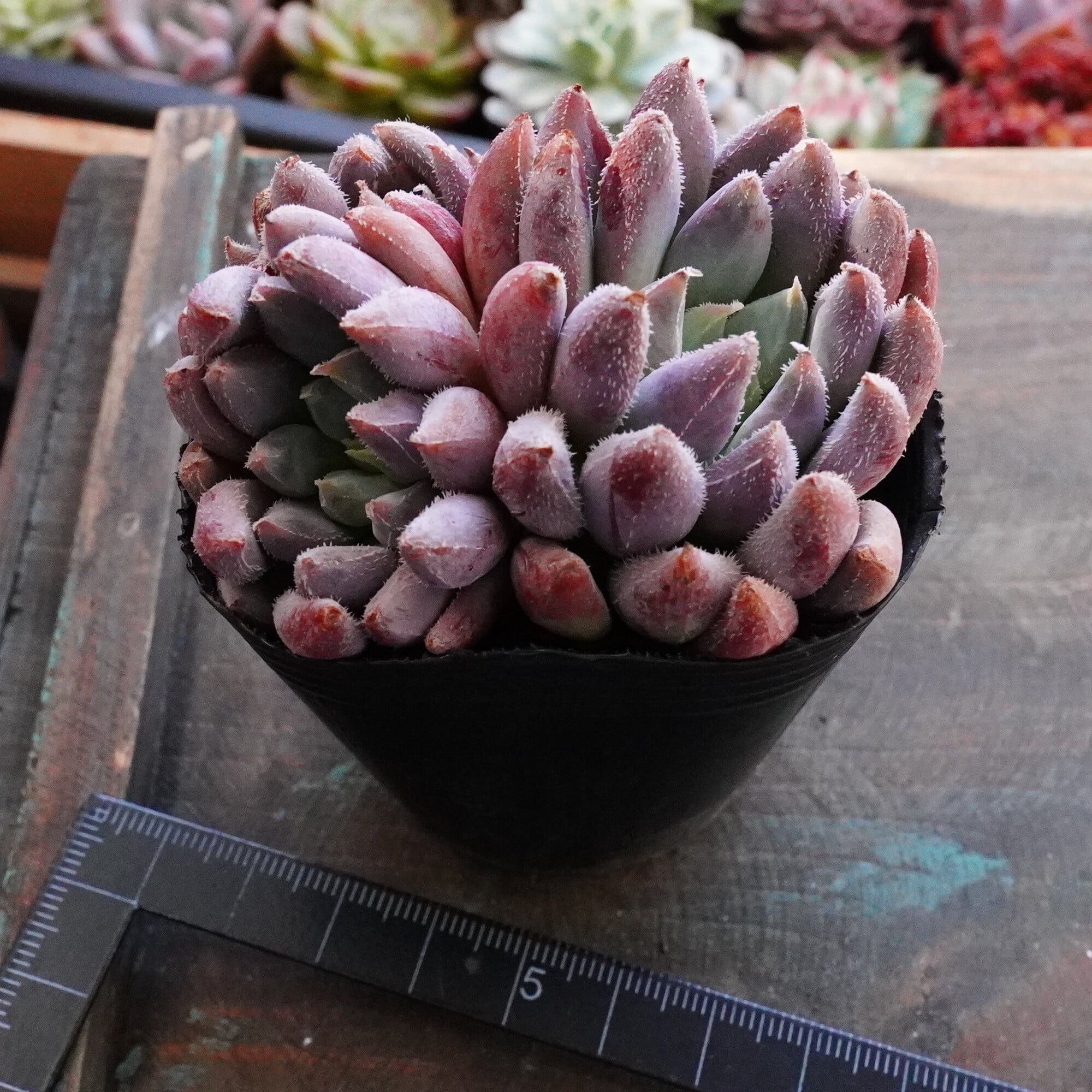 群生がかわいい！【ハミルトン】 韓国多肉 エケベリア | E-TANIKU