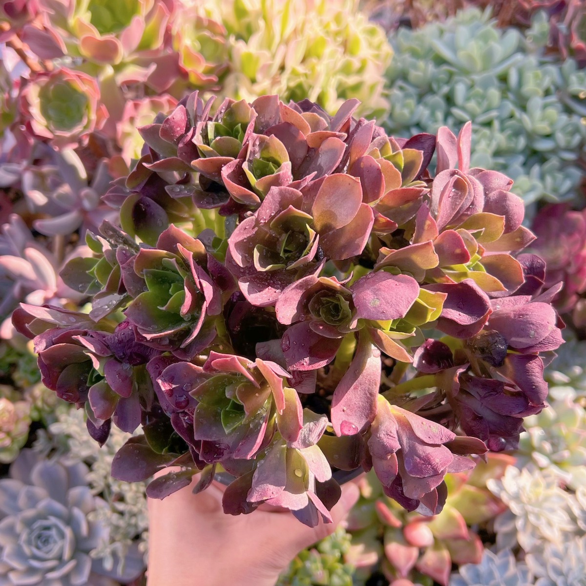 現品 マジックローズ#662 特大群生 新入荷 | るる農園~多肉植物専門