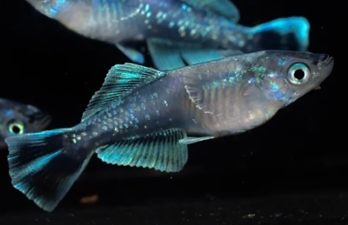 japanese ricefish eggs20+α 青龍（doragon Blue） | Medakaricefish Japan