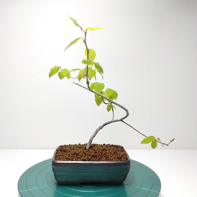 ヤマコウバシ盆栽 S014 | 盆栽創【Bonsaisou】