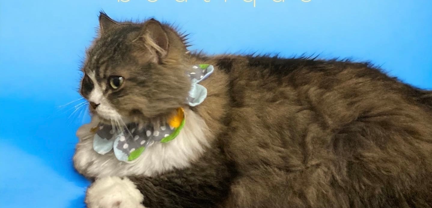 MEOW BAW BOUTIQUE】ペットウェア ハンドメイド ペットグッズ ペット服 PET