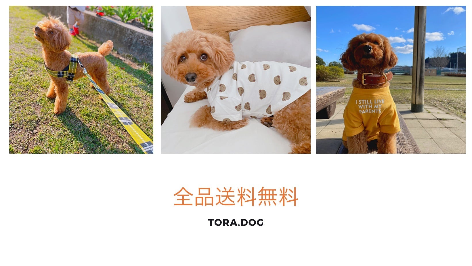 TORA.DOG