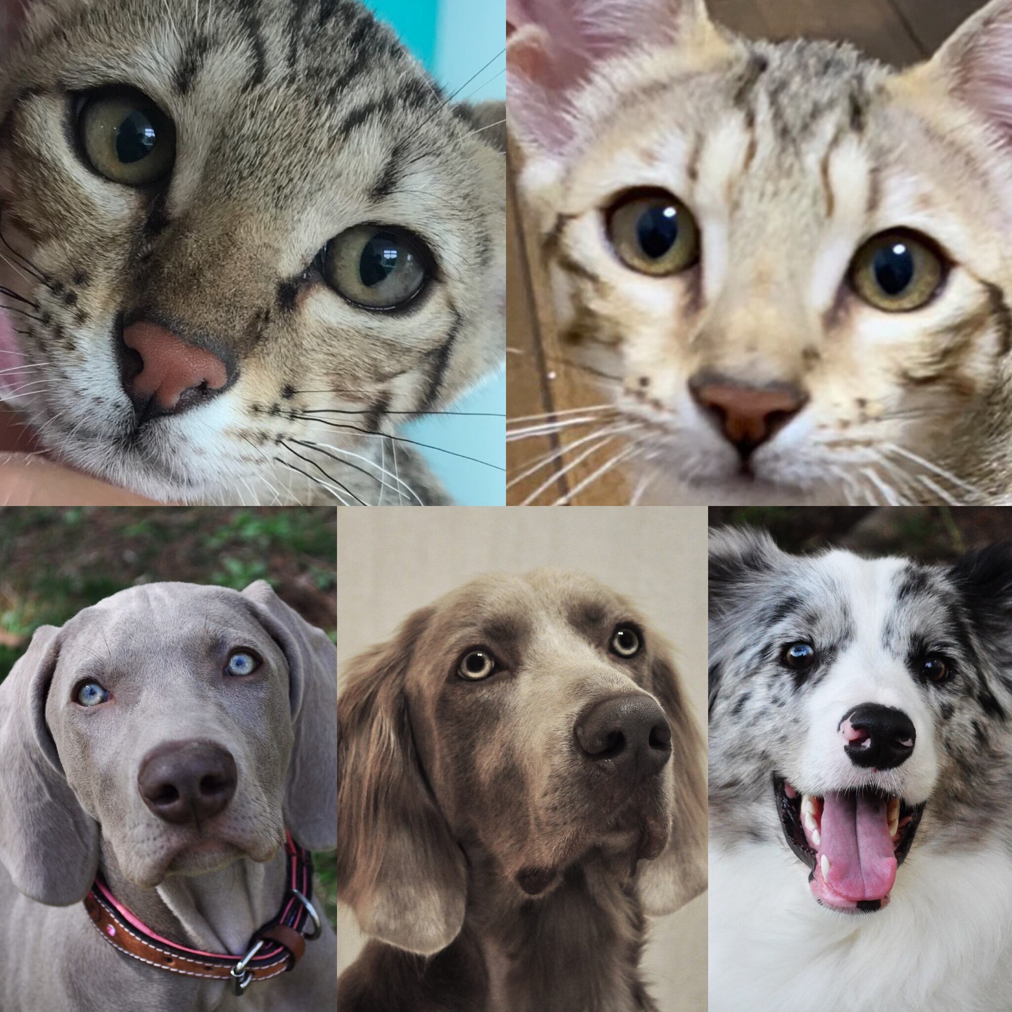 SHOP DOGS＆CATS | RAIMAPHOE DOGS & CATS ORGANIC SELECT SHOP