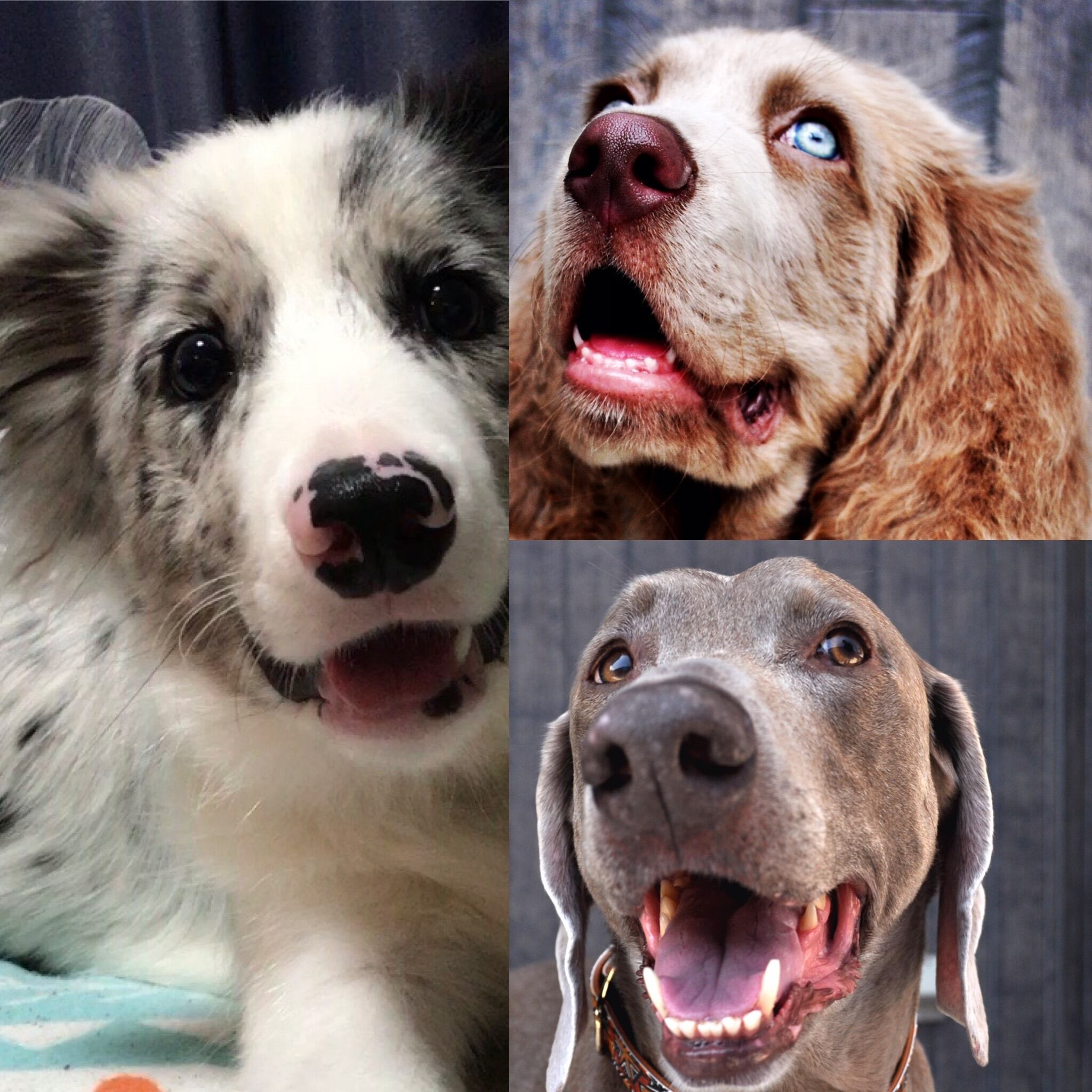 STORY | RAIMAPHOE DOGS & CATS ORGANIC SELECT SHOP