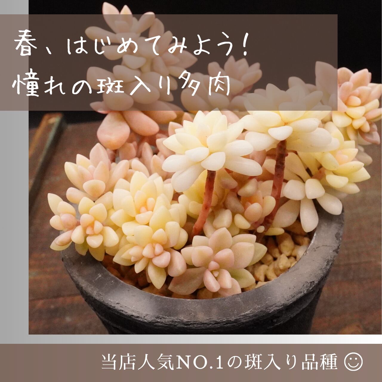 多肉植物 | E-TANIKU