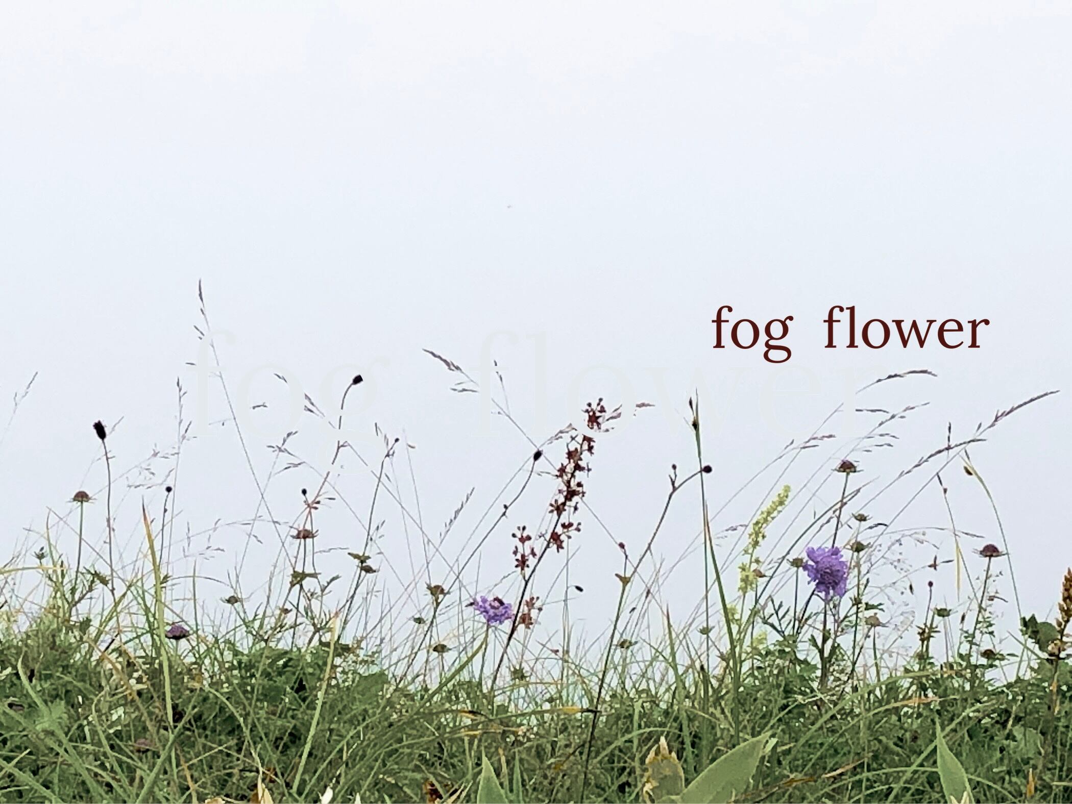 fog flower