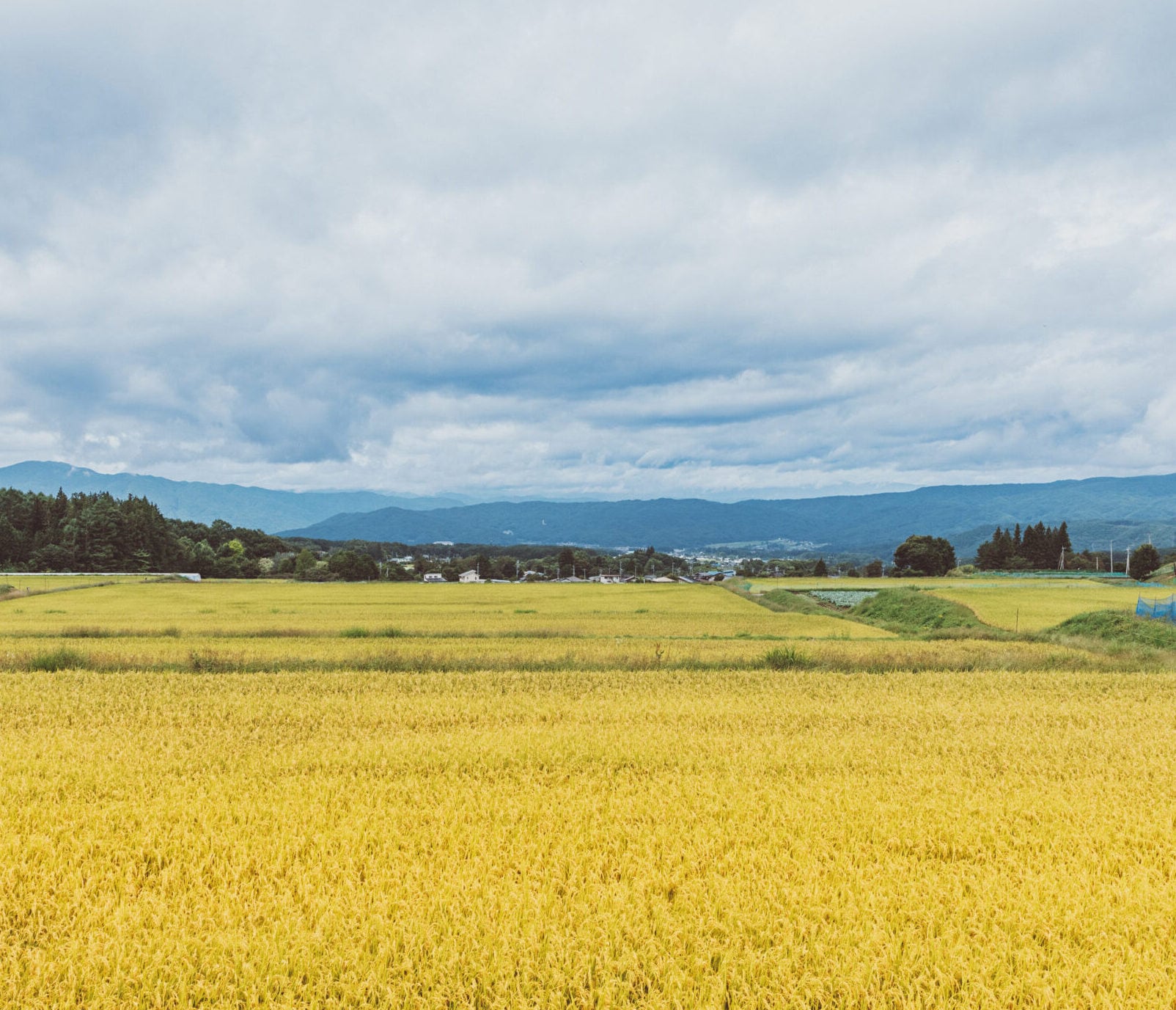 ABOUT | fuud library