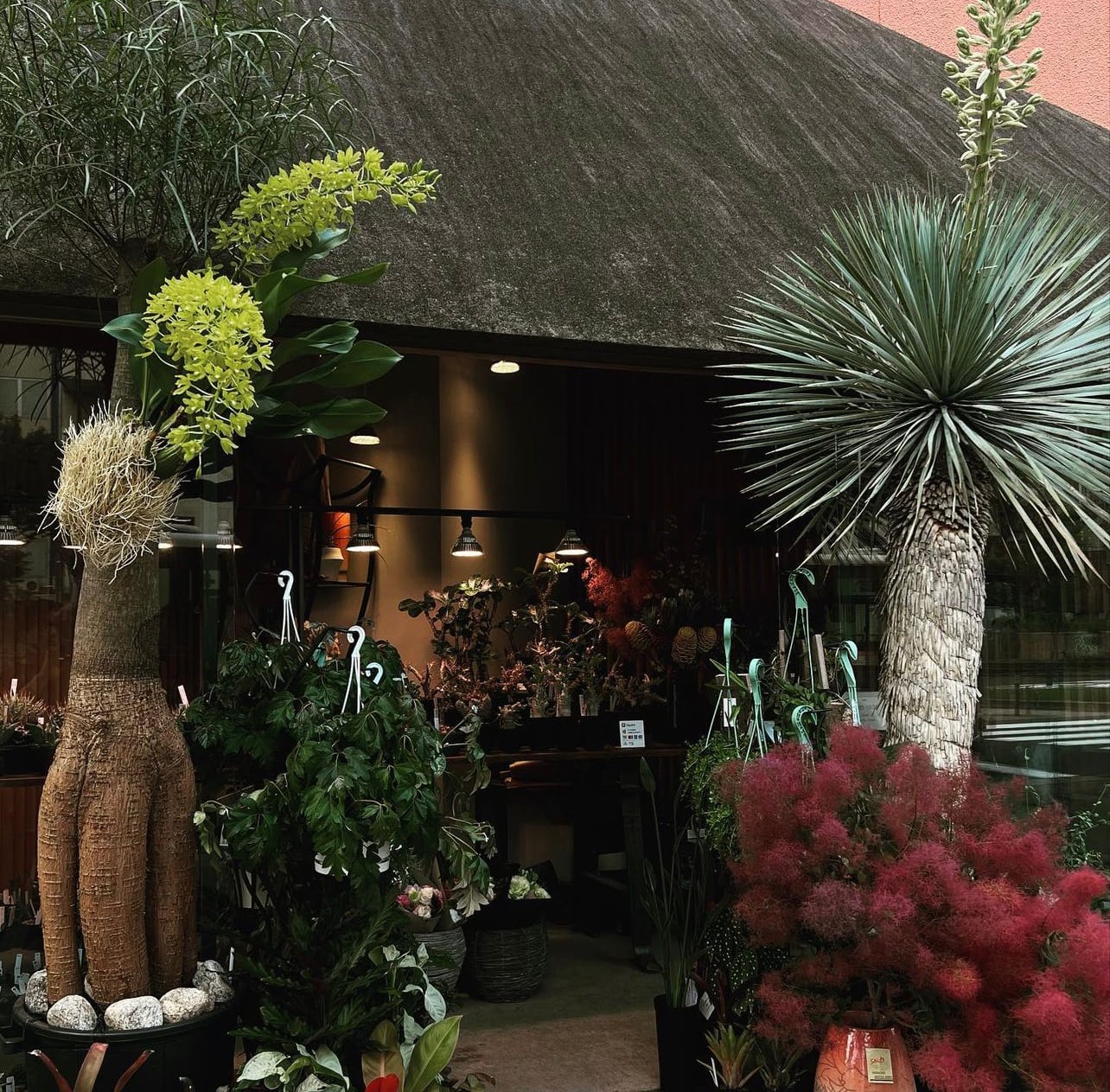 HANACHO exotics plants