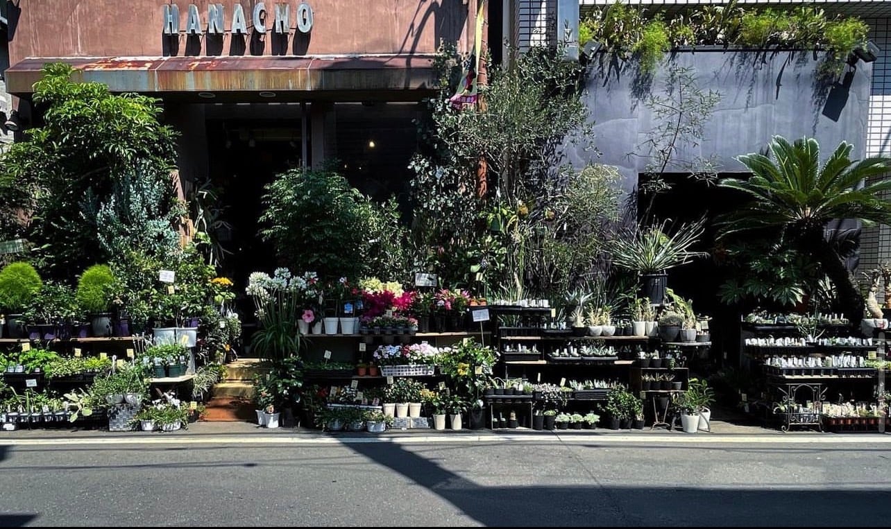 HANACHO exotics plants