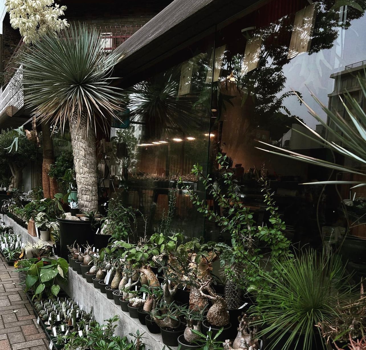 HANACHO exotics plants