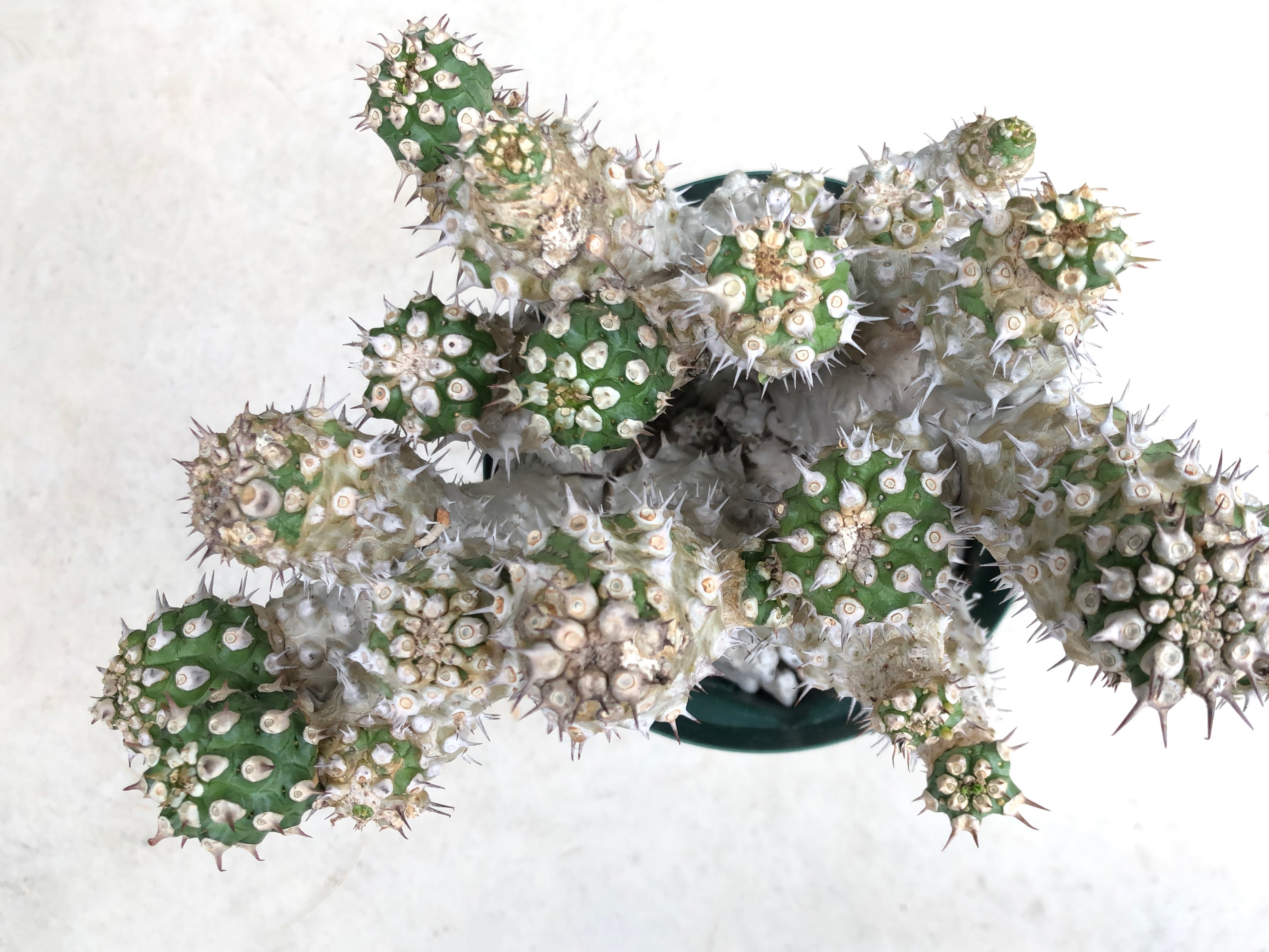 HANDSOME PLANTS MODELING SCHOOL