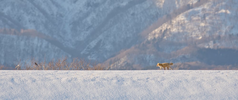 ALL ITEM | KOVES ONLINE SHOP