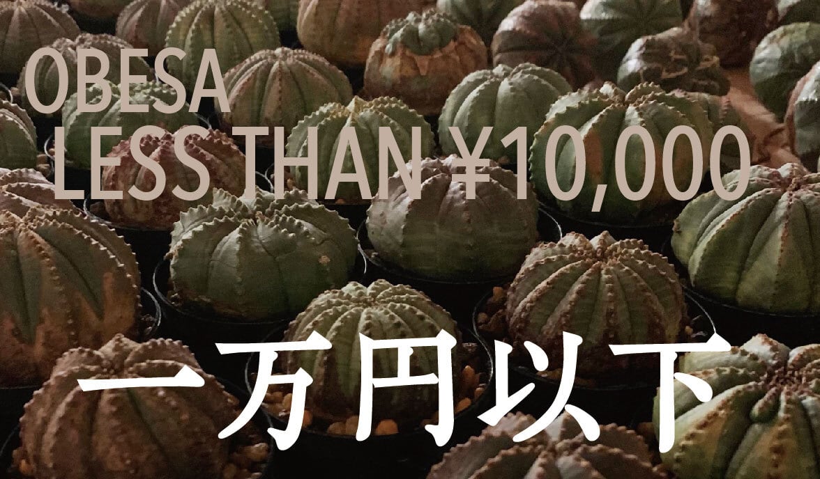 LIGHTHOUSE.PLANTS - 海外実生株のオベサなど輸入植物を販売、卸売するセレクトショップ