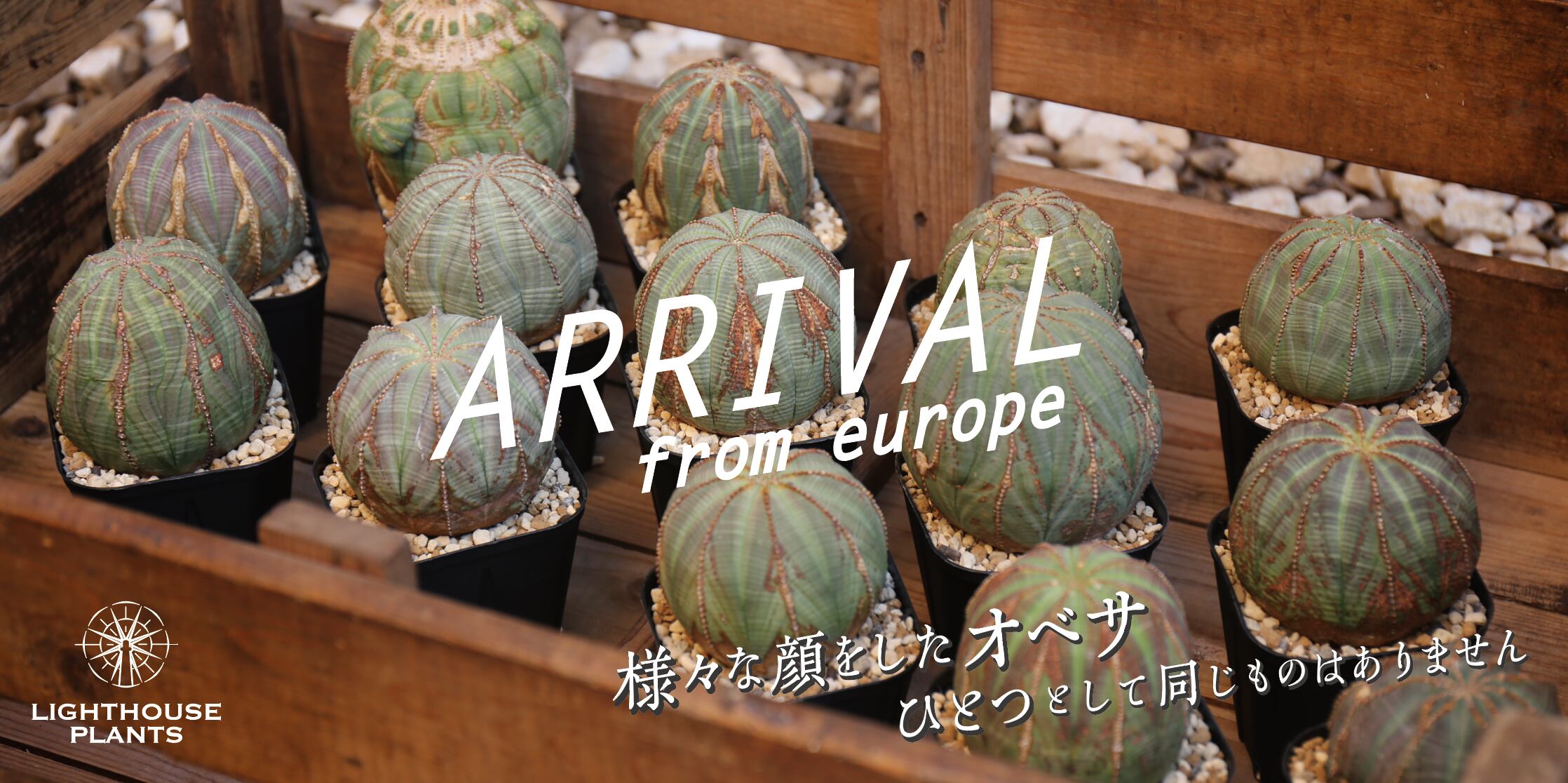 LIGHTHOUSE.PLANTS - 海外実生株のオベサなど輸入植物を販売、卸売するセレクトショップ