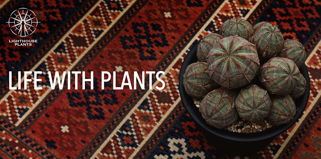 LIGHTHOUSE.PLANTS - 海外実生株のオベサなど輸入植物を販売、卸売するセレクトショップ