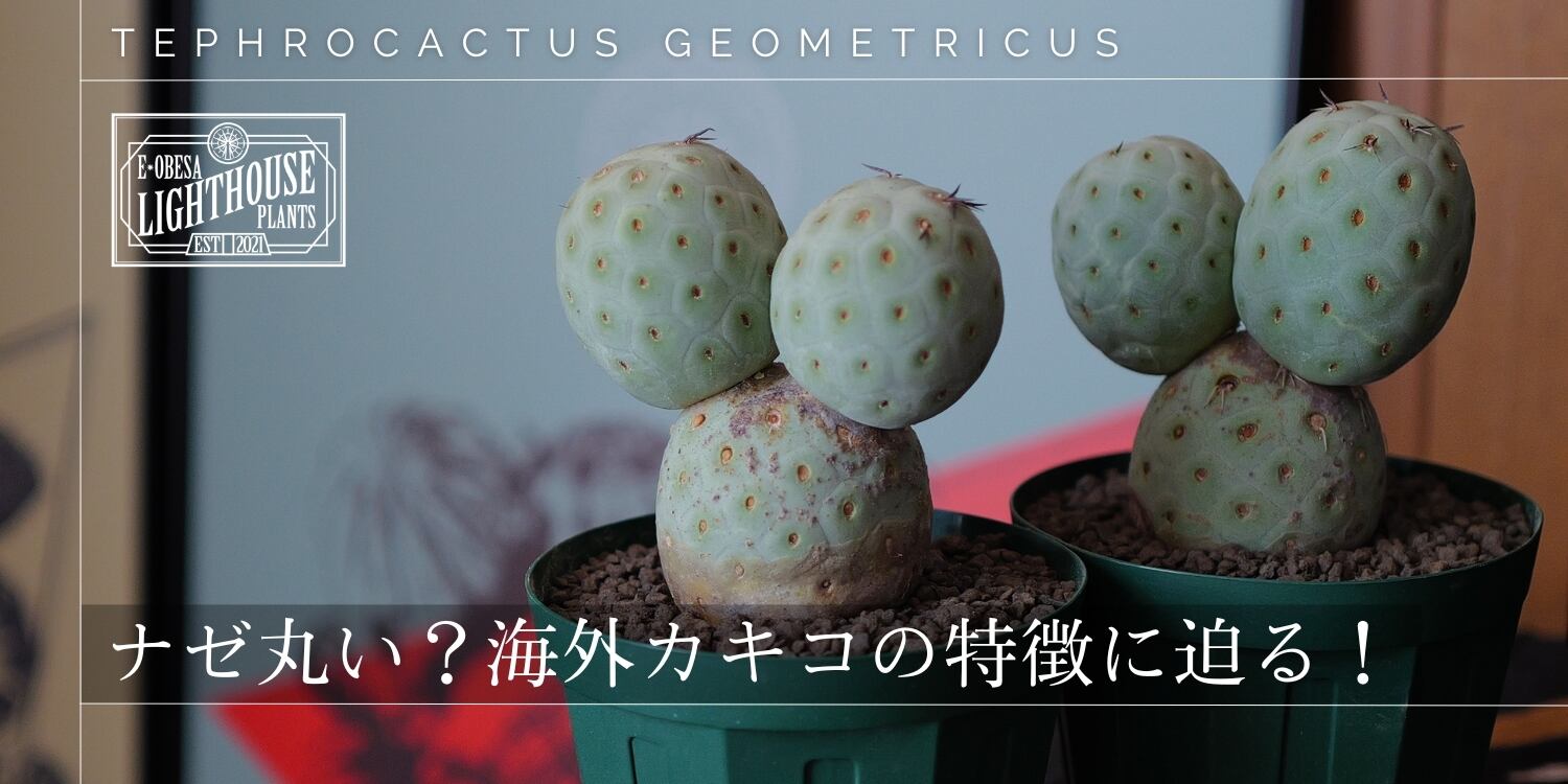 LIGHTHOUSE.PLANTS - 海外実生株のオベサなど輸入植物を販売、卸売するセレクトショップ