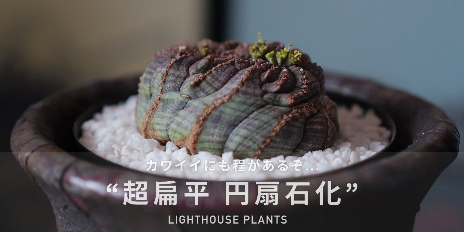 LIGHTHOUSE.PLANTS - 海外実生株のオベサなど輸入植物を販売、卸売するセレクトショップ