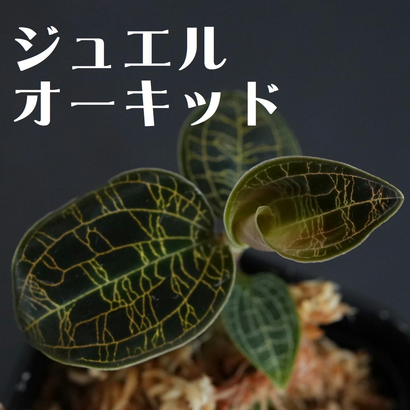 苔テラリウム専門ショップ道草 苔テラリウム専門ショップ道草