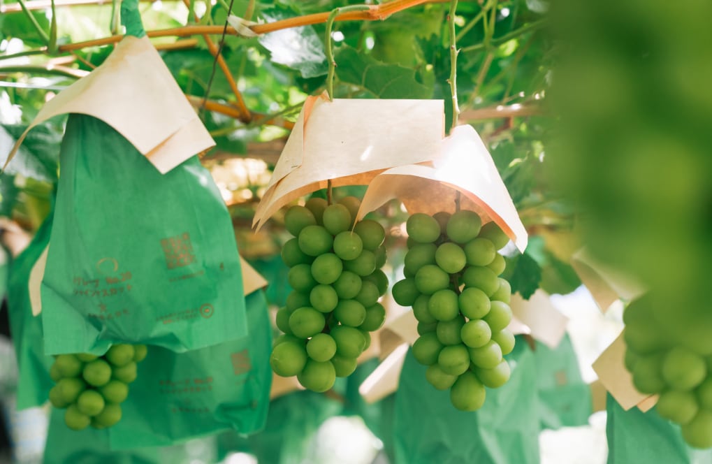 oboco grapes online shop