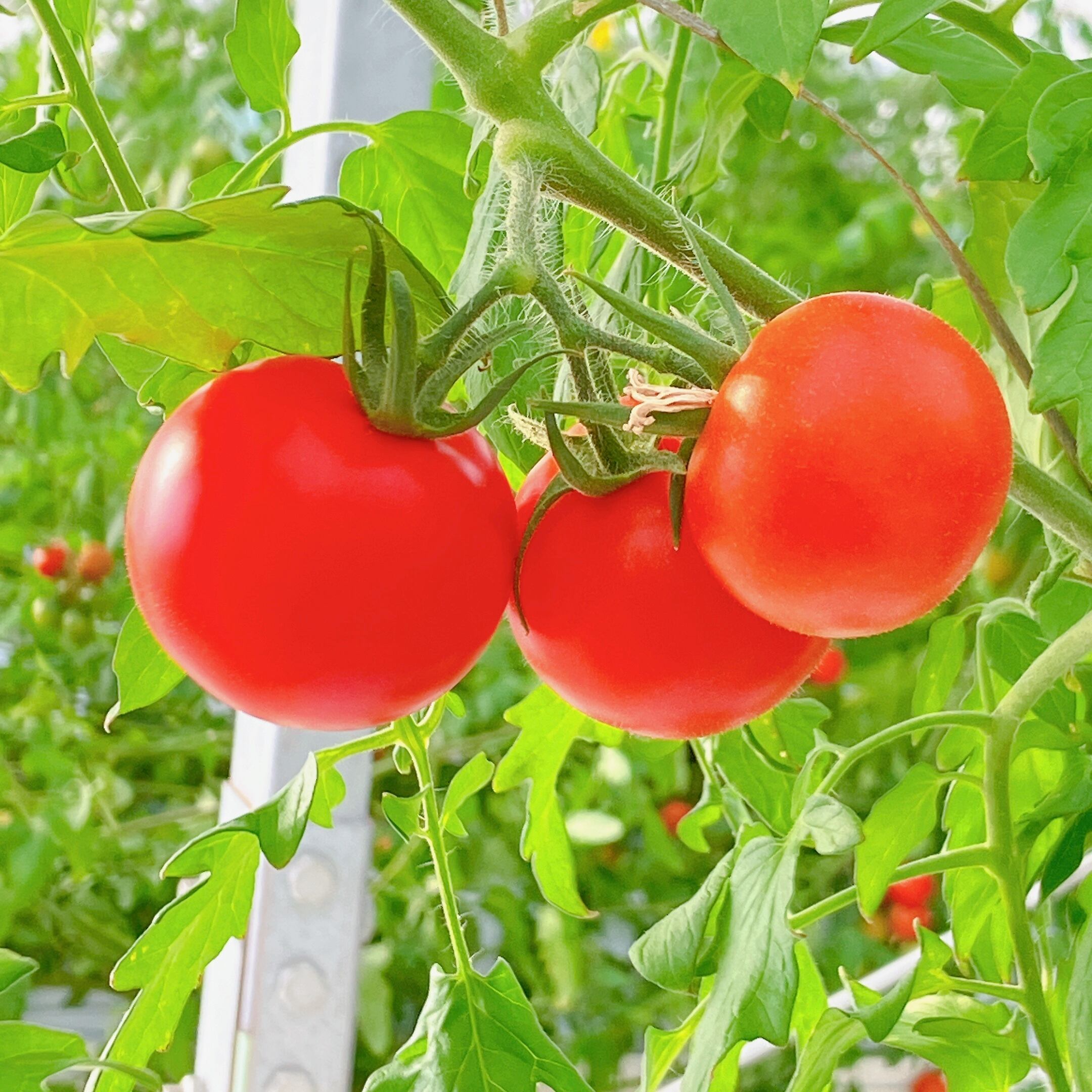 premiotomato