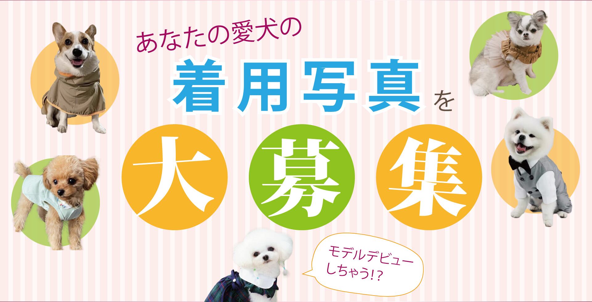 エレガントな犬服ショップ【MOCO】