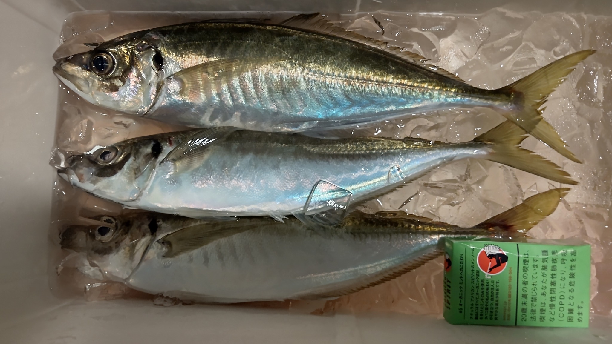 諦めとは愚か者の選択である🐟 | Doodle Shop Apollo