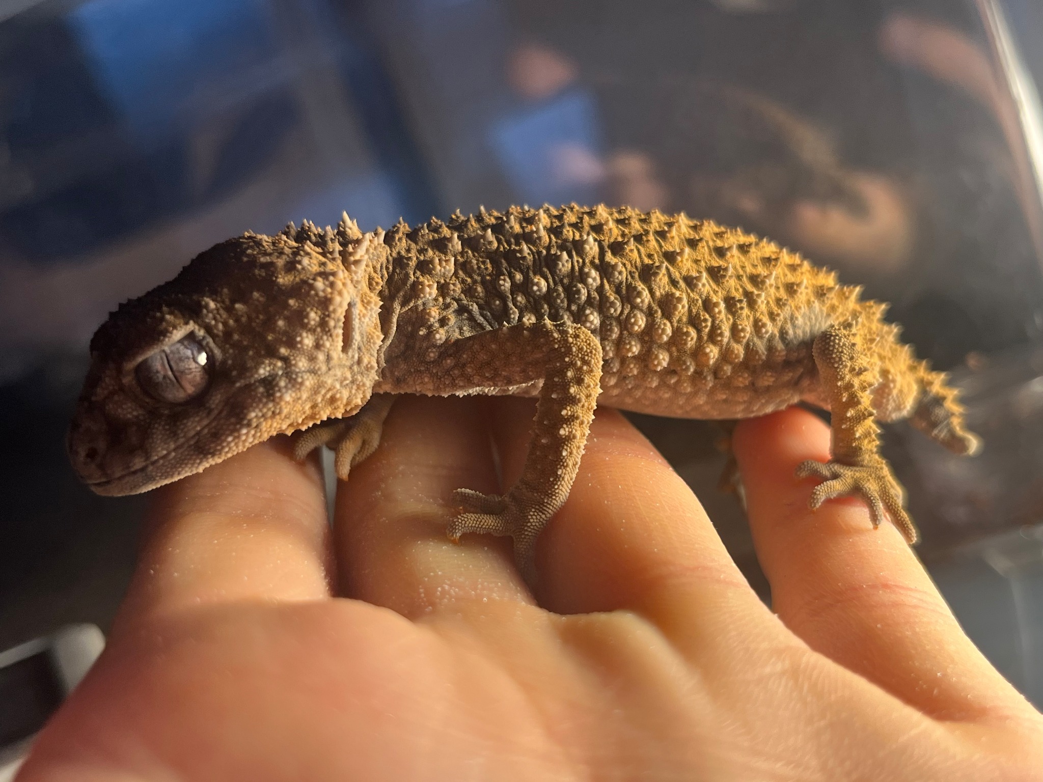 現在の飼育種一覧 4/24更新 | オモニキチュウ