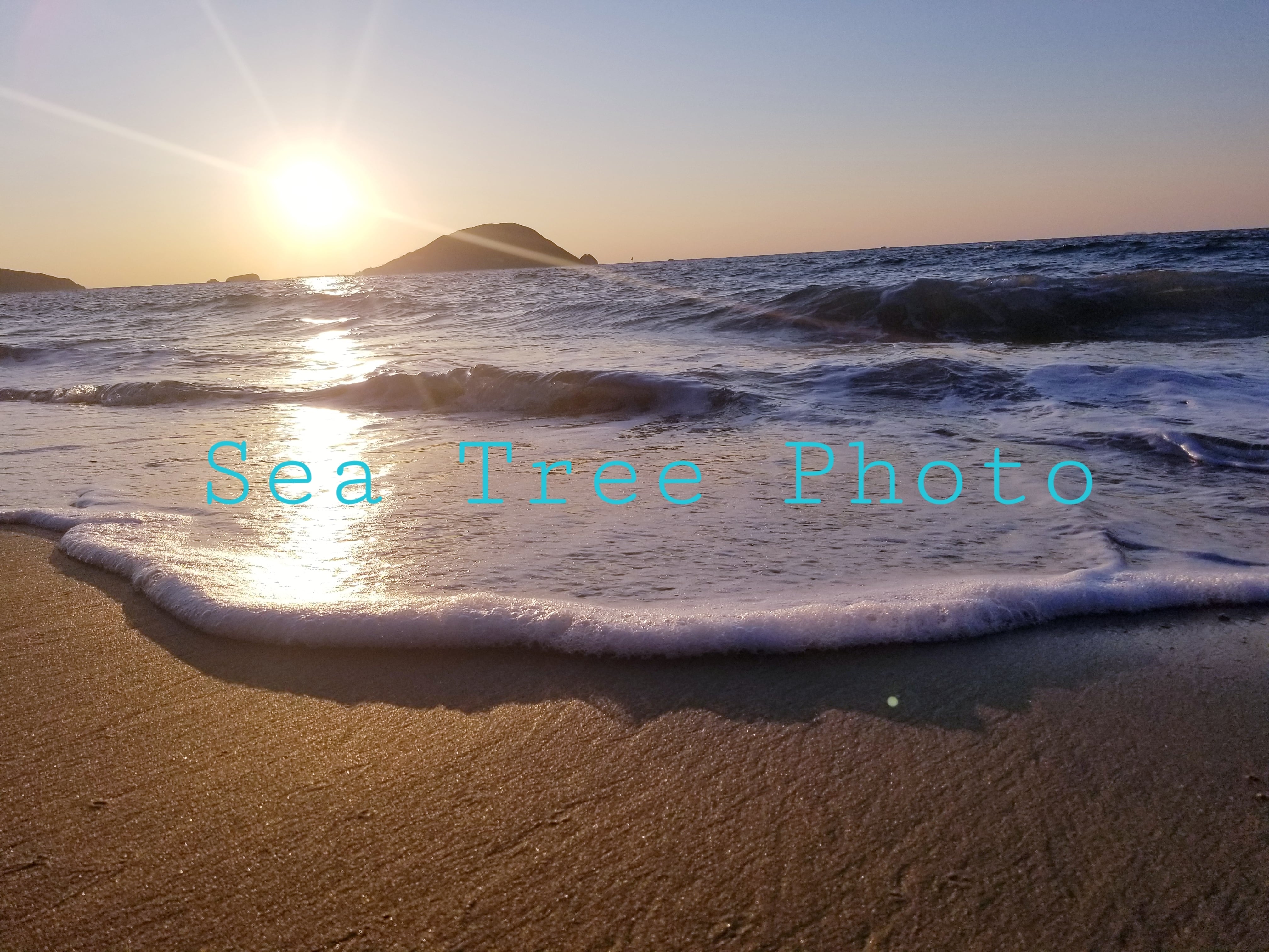 Sea Tree Gallery