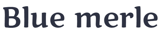 Blue merle