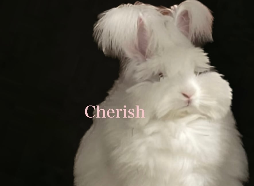 cherish