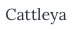 Cattleyaeon