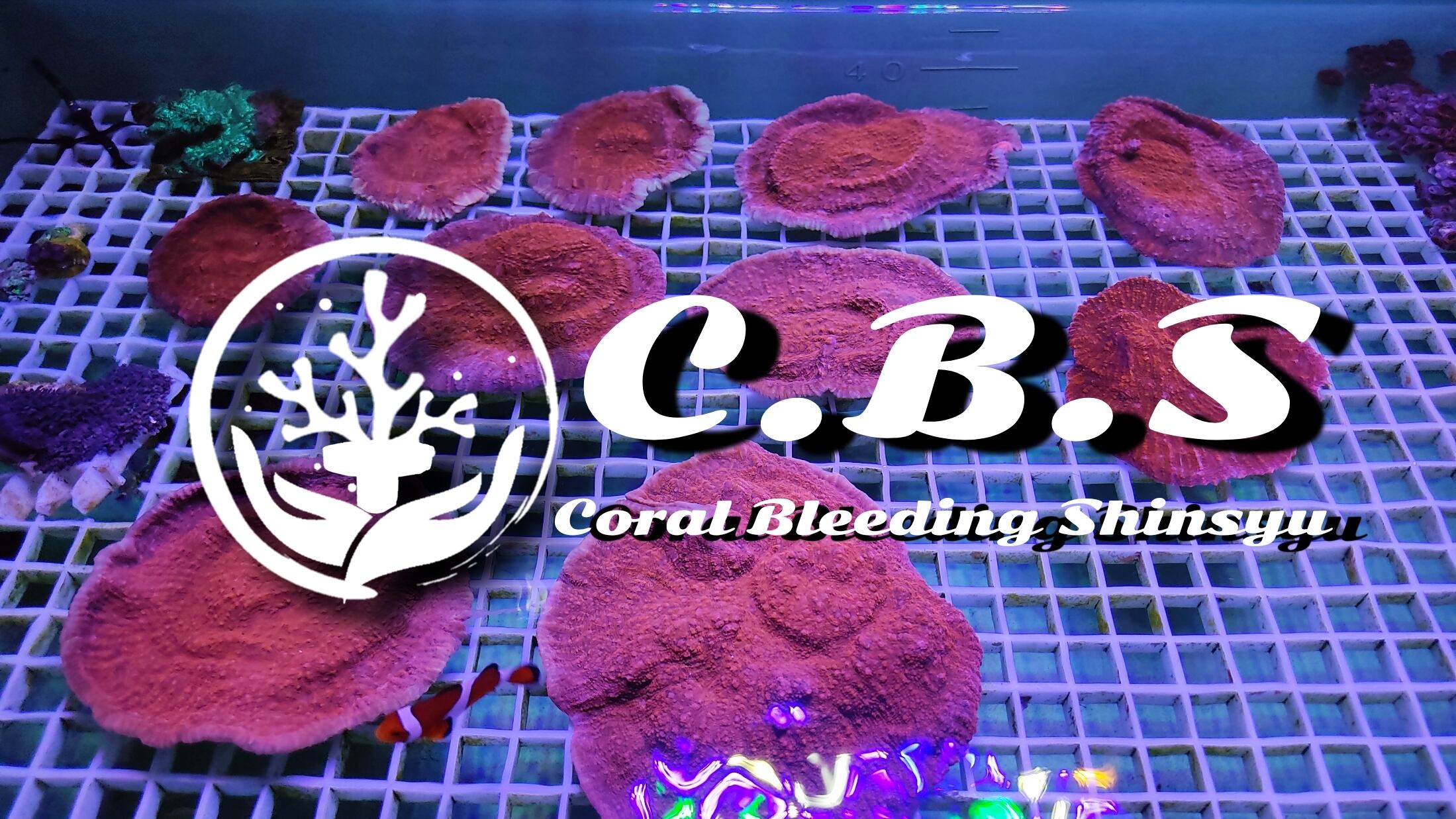 Flag Colal Breeding Shinsyu C.B.S