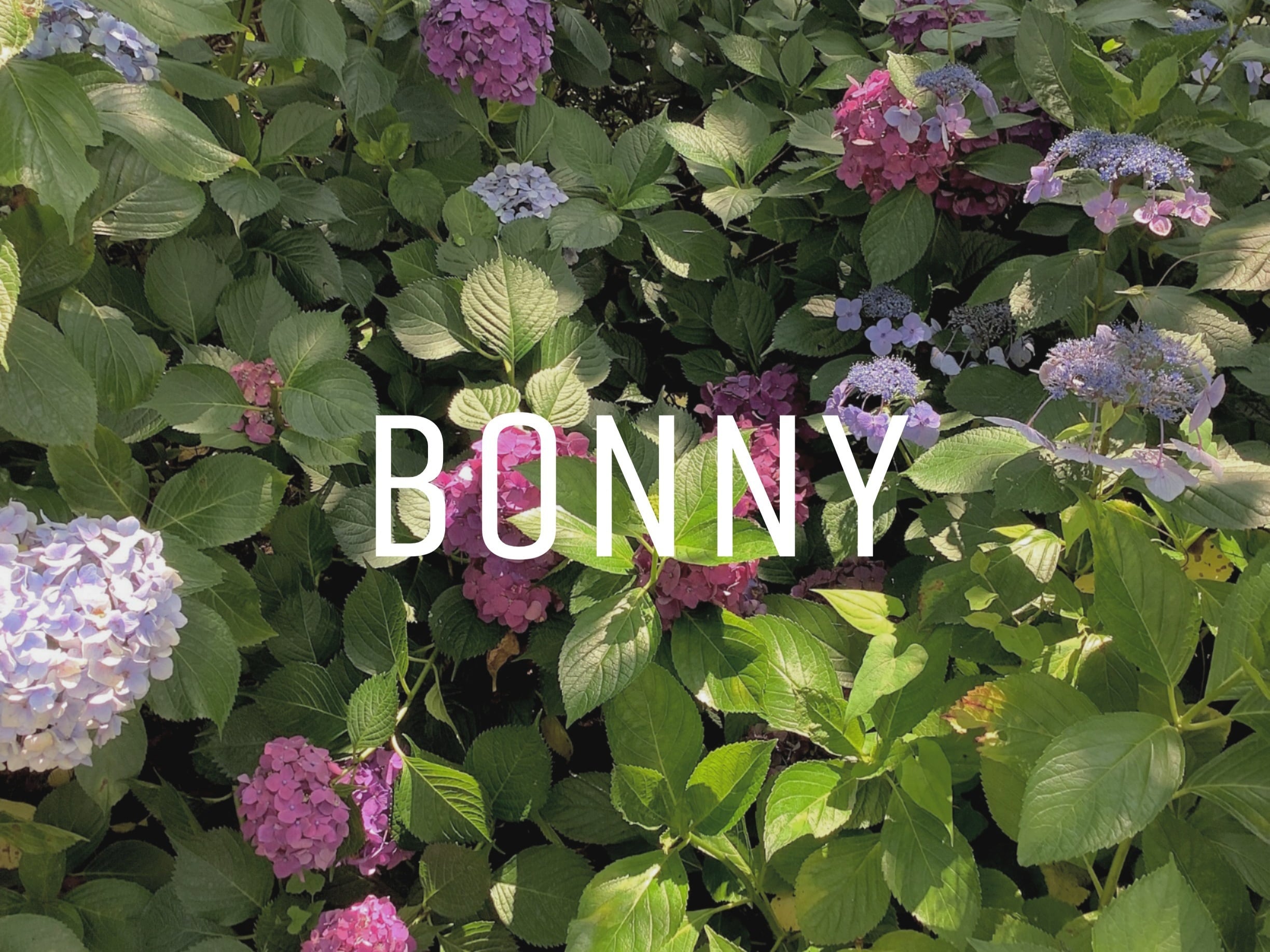 Bonny