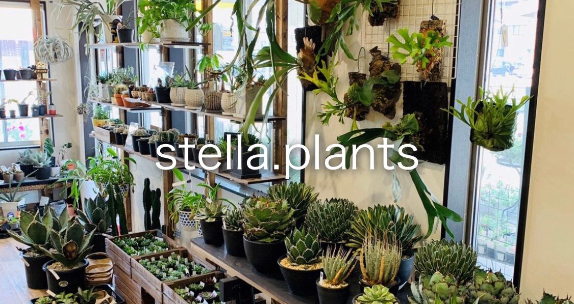 stella.plantsステラプランツ