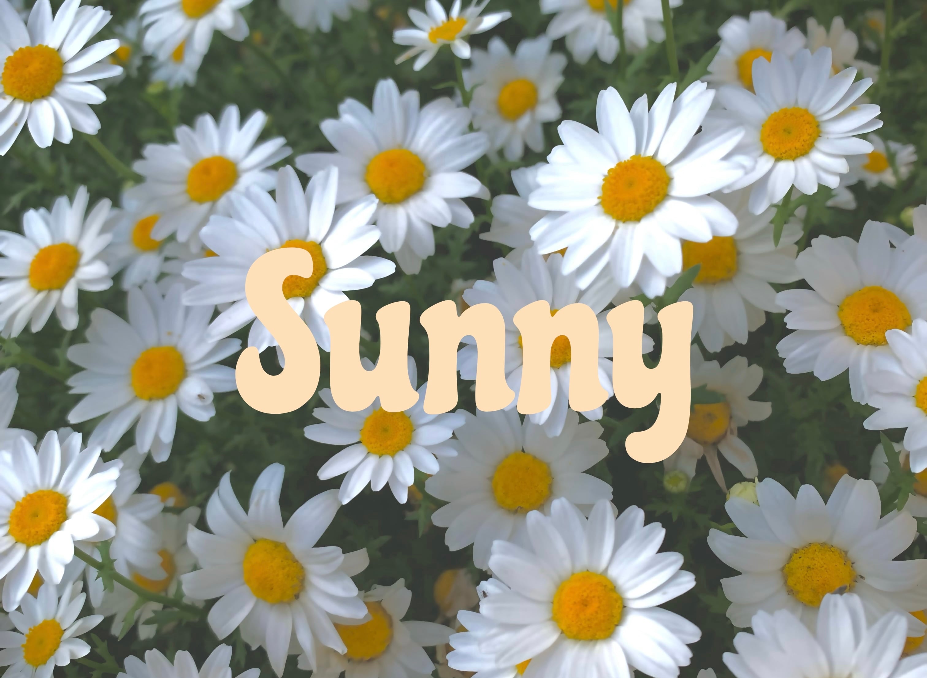 sunny