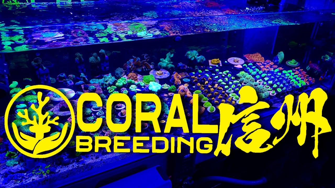 ABOUT | Flag Colal Breeding Shinsyu C.B.S